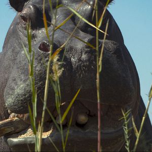 Pepe - Film 2024 - AlloCiné