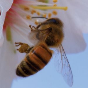 Pollen - Film documentaire 2011 - AlloCiné