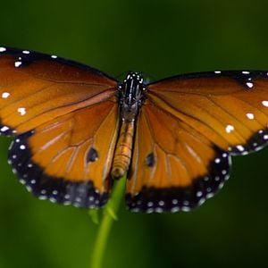 Pollen - film 2011 - AlloCiné