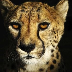 Racing Extinction - Film documentaire 2015 - AlloCiné