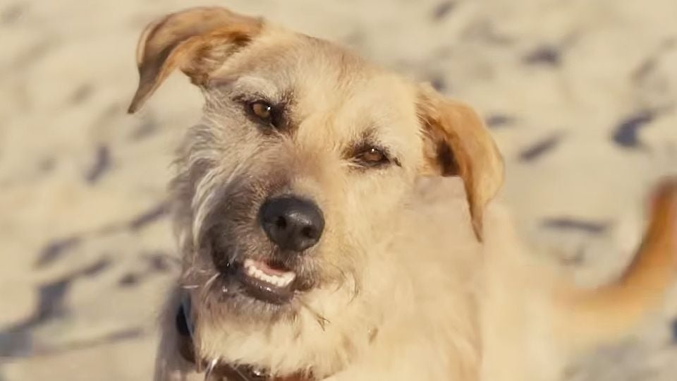 Trailer du film Merv - Merv Bande-annonce VO - AlloCiné