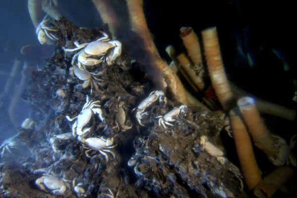 Photo de Aliens of the Deep - Photo 5 sur 8 - AlloCiné