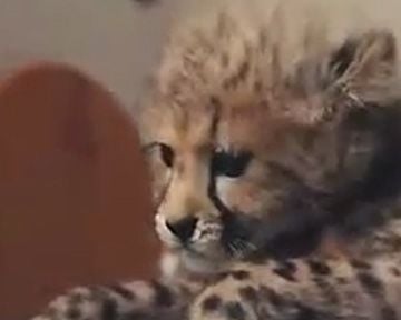 Trailer du film Duma - Duma Bande-annonce VO - AlloCiné