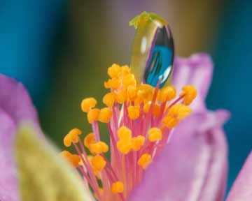 Extrait du film Pollen - Pollen Extrait vidéo (3) VF - AlloCiné