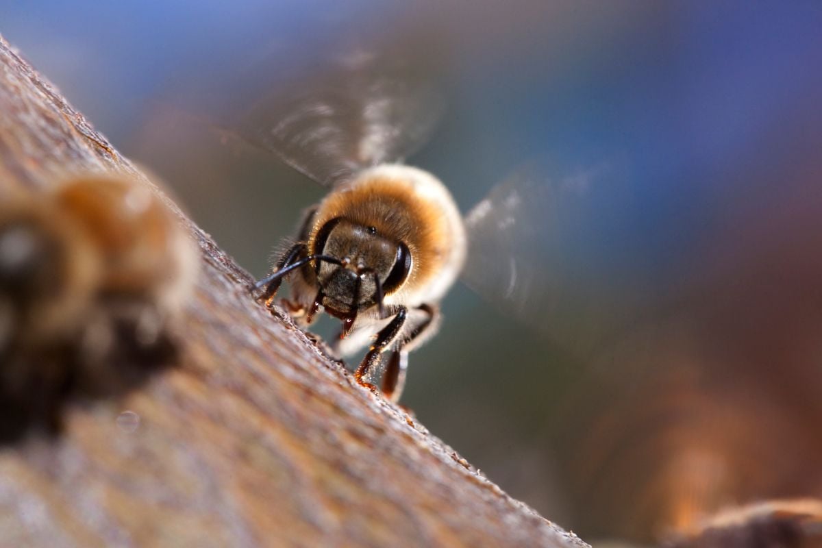 Photo du film Pollen - Photo 61 sur 74 - AlloCiné