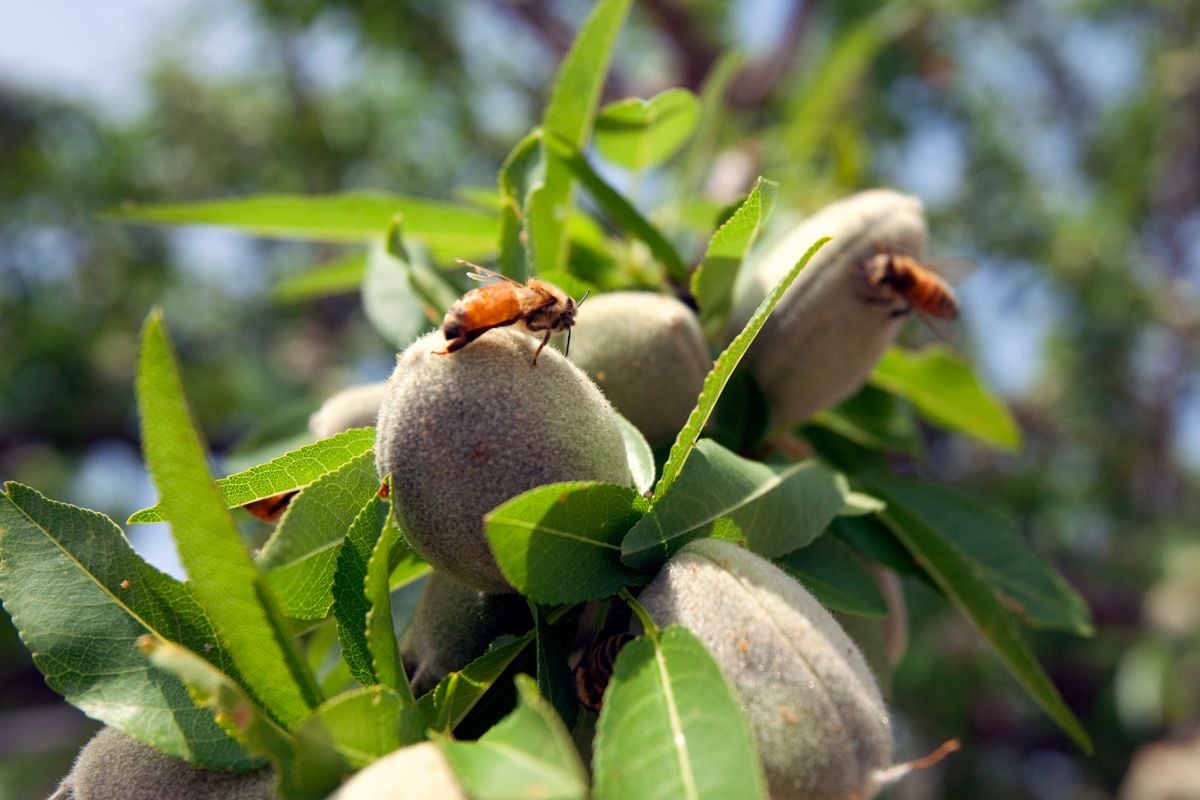 Photo du film Pollen - Photo 39 sur 74 - AlloCiné