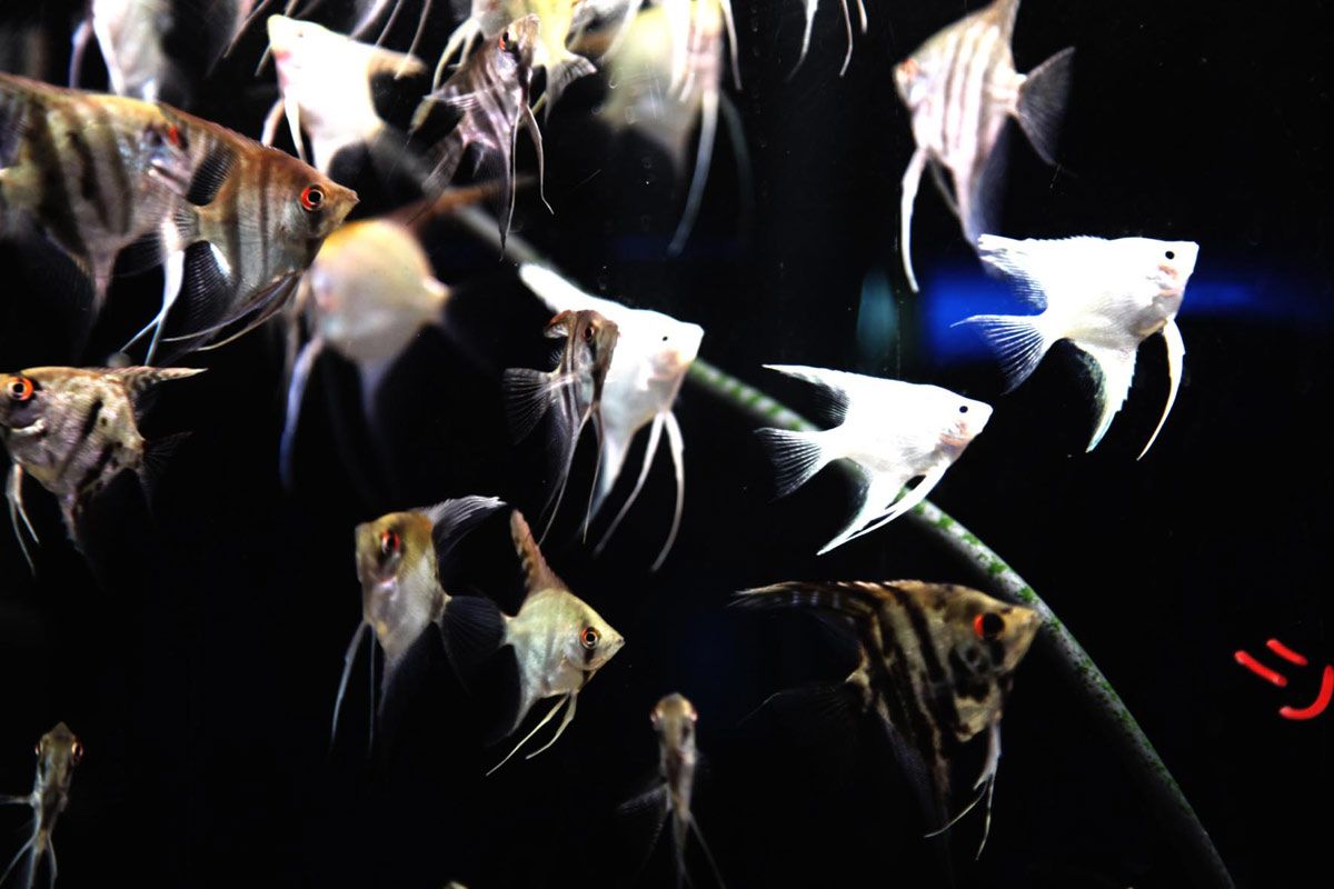 Photo du film Cold Fish - Photo 2 sur 2 - AlloCiné