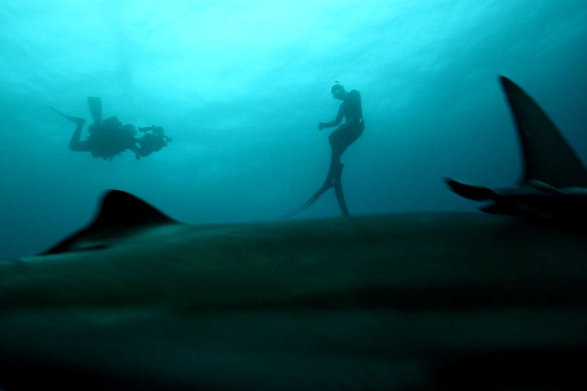 Photo du film Dark Tide - Photo 11 sur 41 - AlloCiné