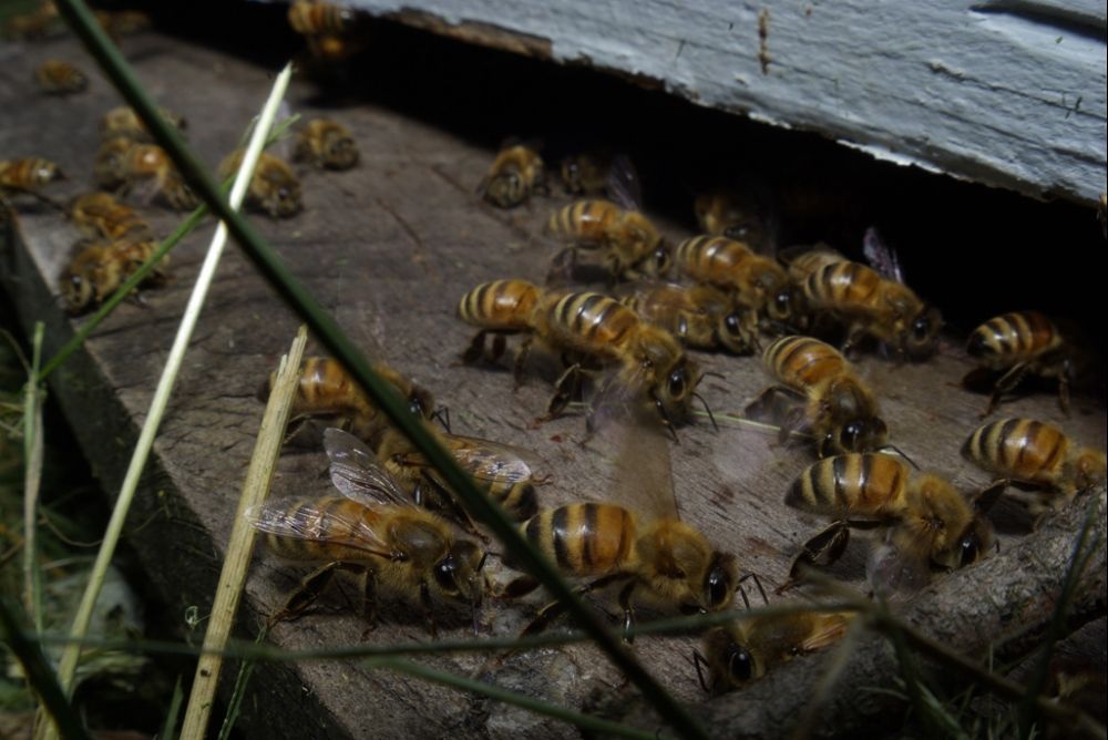 Photo du film Vanishing of the Bees - Photo 4 sur 6 - AlloCiné