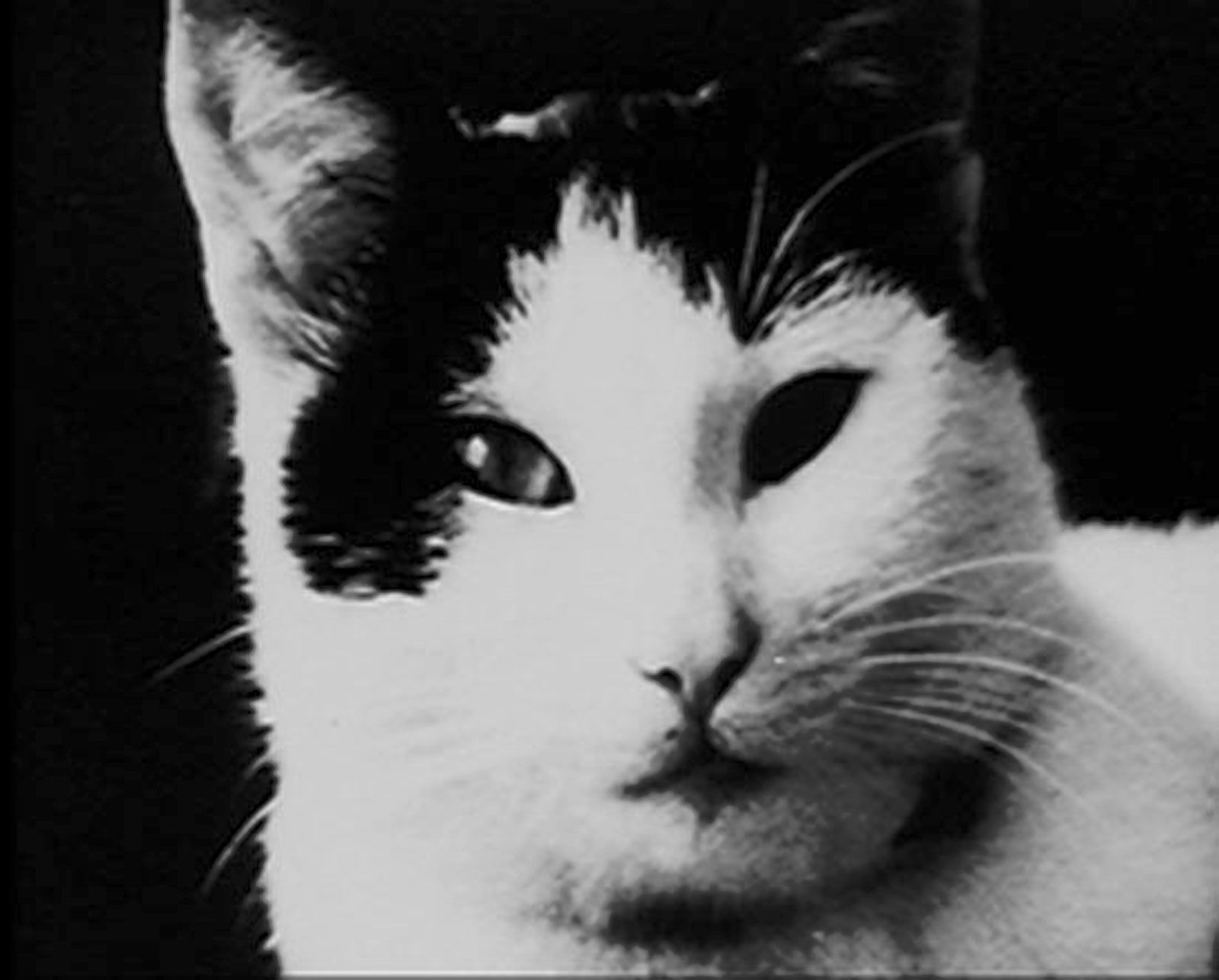 Photo de Le Chat - Photo 2 sur 2 - AlloCiné