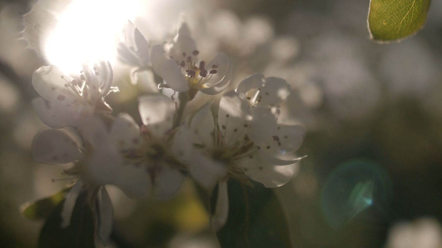 Photo du film Ceres - Photo 3 sur 9 - AlloCiné