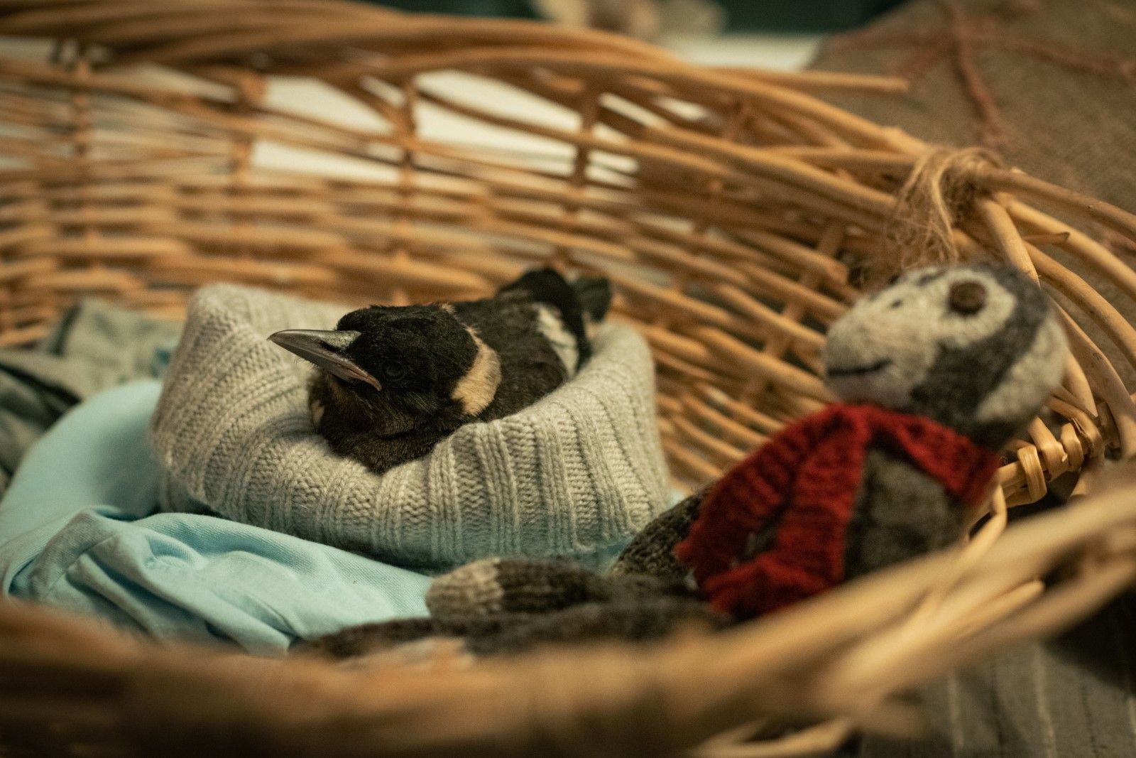 Photo du film Penguin Bloom - Photo 9 sur 18 - AlloCiné