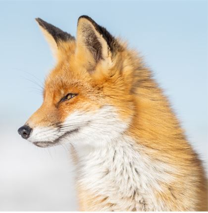 Photo de Le renard - Photo Le renard - Photo 0 sur 2 - AlloCiné