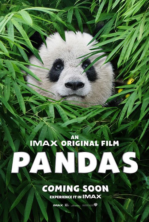 Affiche du film Pandas - Photo 8 sur 9 - AlloCiné