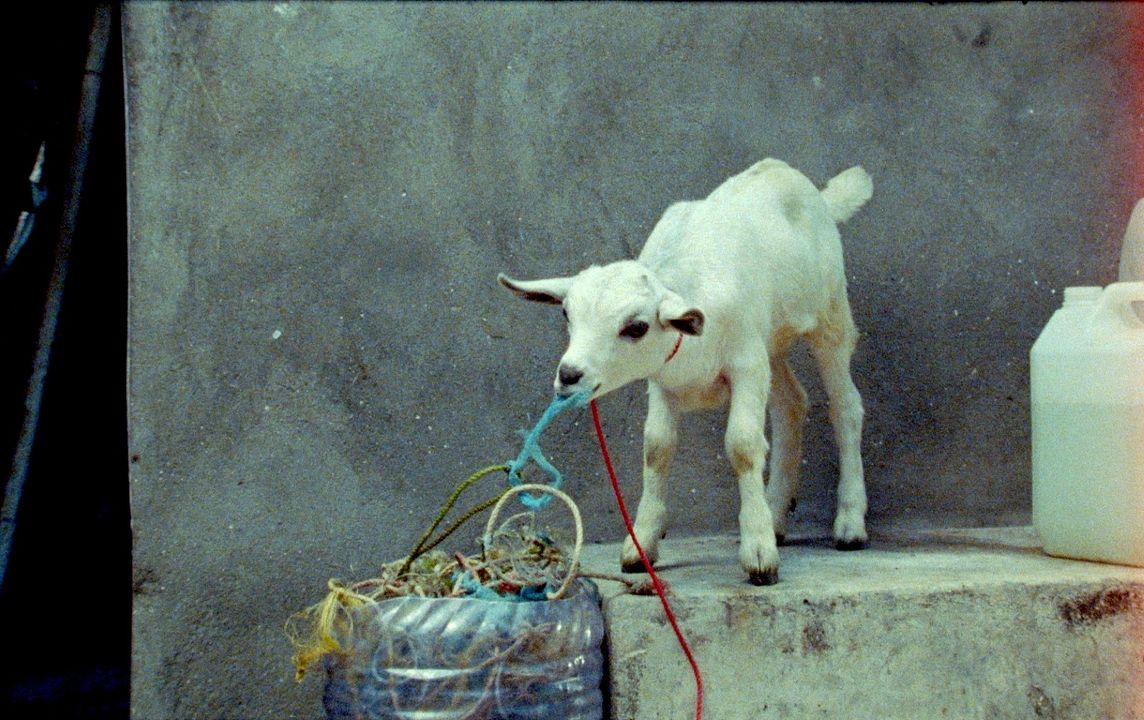 Photo du film Samsara - Photo 6 sur 7 - AlloCiné