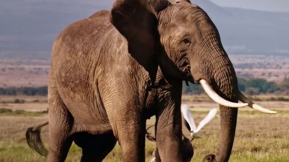 Trailer du film The Ivory Game - The Ivory Game Bande-annonce VO - AlloCiné