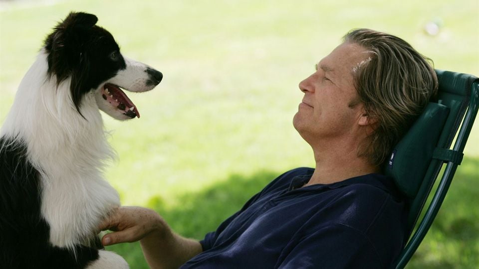 Trailer du film A Dog Year - A Dog Year Bande-annonce VO - AlloCiné