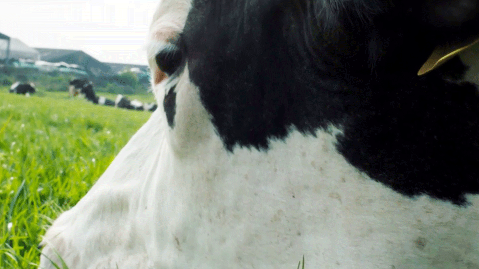 Extrait du film Cow - Cow EXTRAIT VO "L'oeil" - AlloCiné