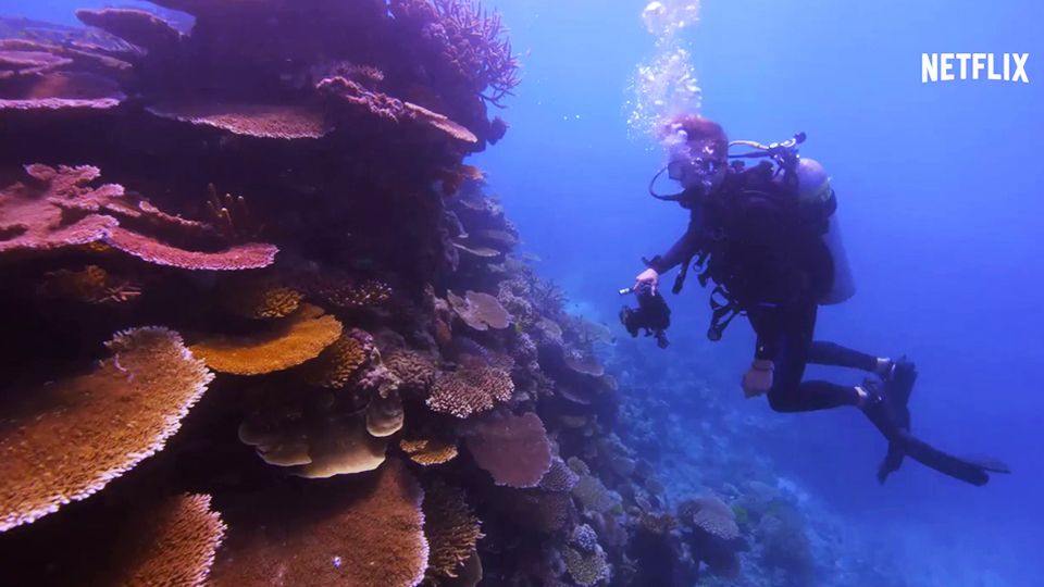 Trailer du film Chasing Coral - Chasing Coral Bande-annonce VO - AlloCiné