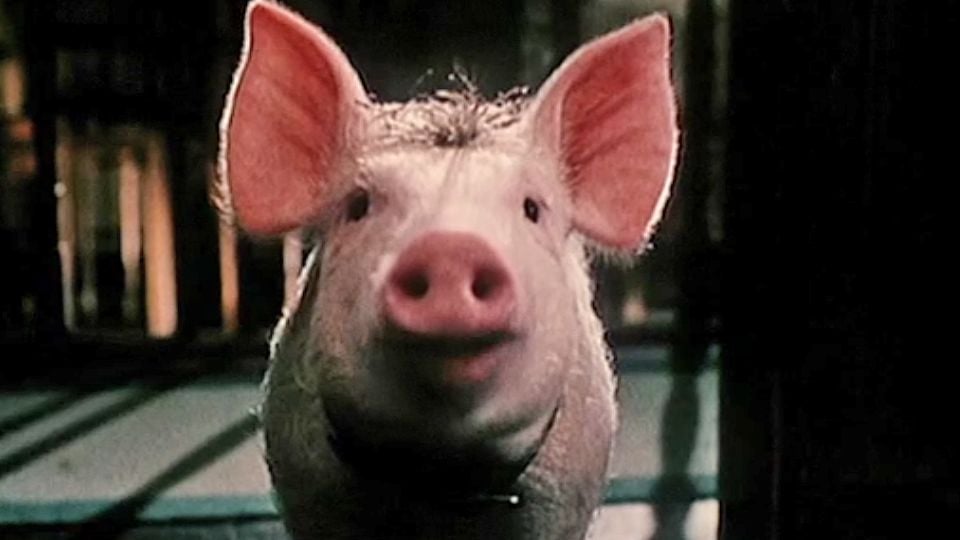 Trailer du film Babe, le cochon dans la ville - Babe, le cochon dans la ...